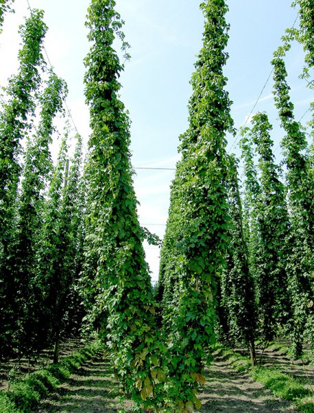 The Birth of a Hop