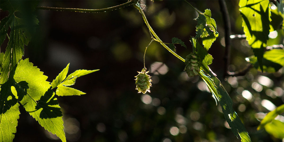 The Precarious Future of Wild Hops of the American West