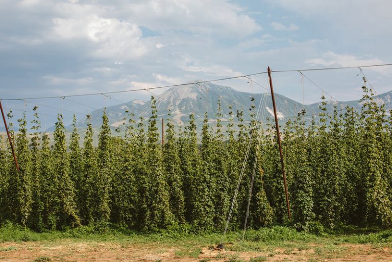 High Wire Hops: The Harvest Time Balancing Act